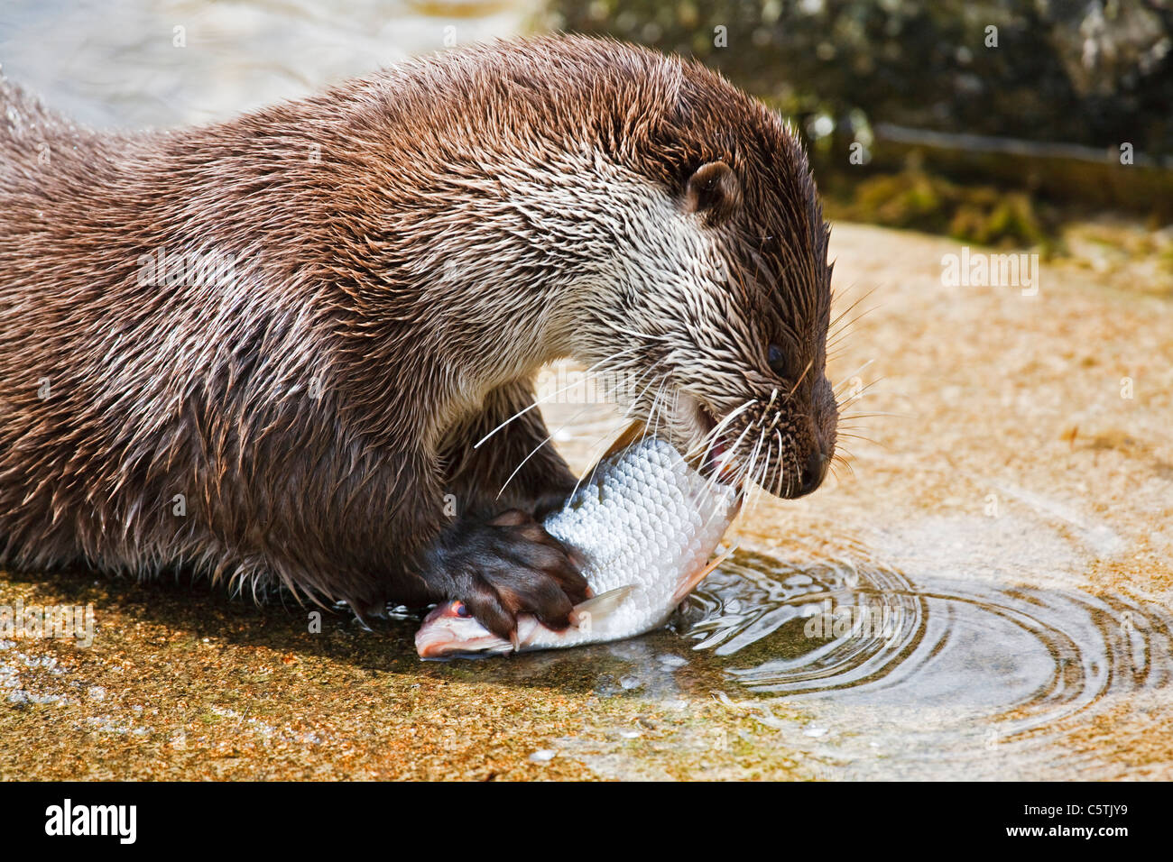 Lutra lutra hi-res stock photography and images - Alamy