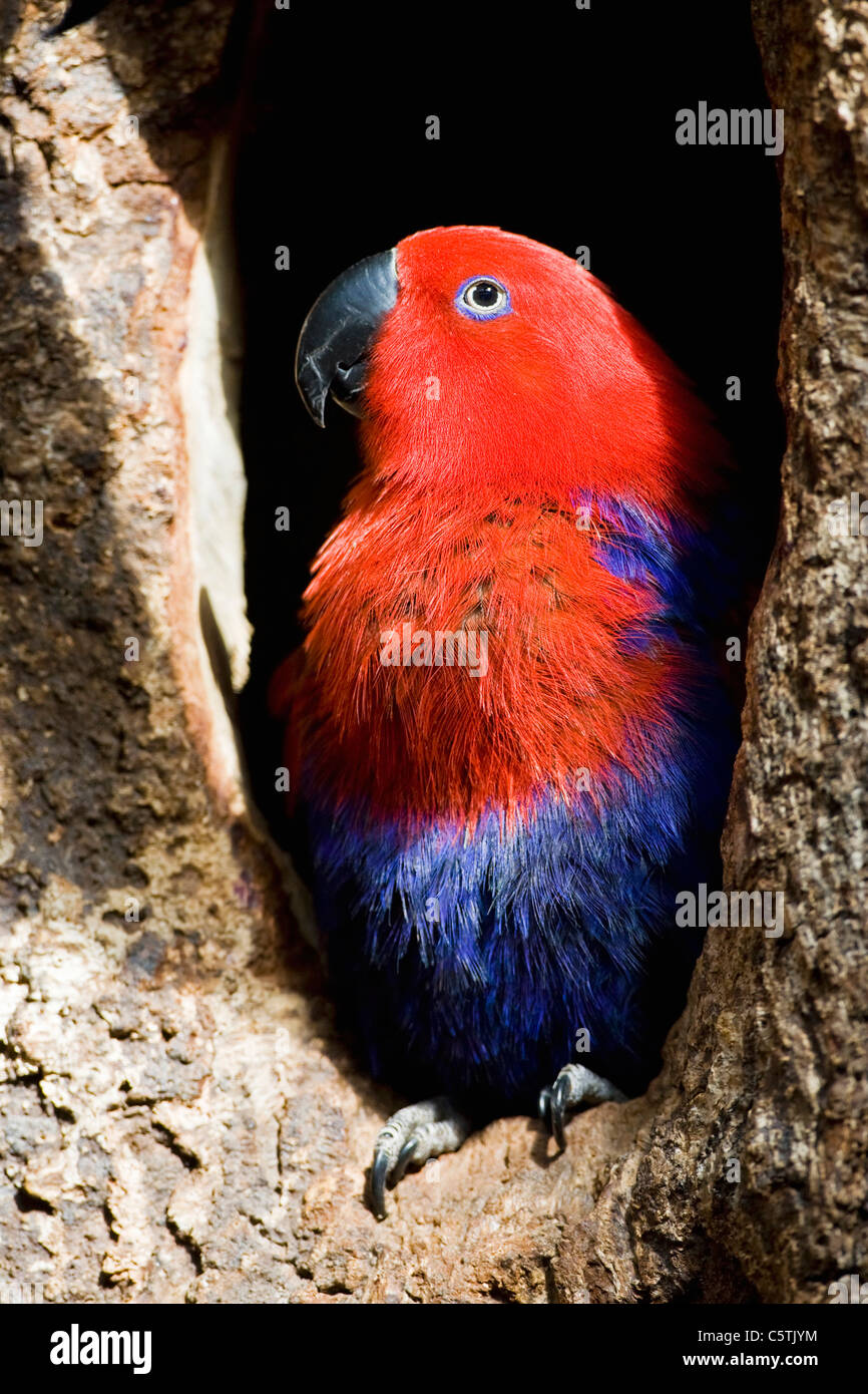 Female Eclectus parrot (Eclectus roratus), close-up Stock Photo - Alamy