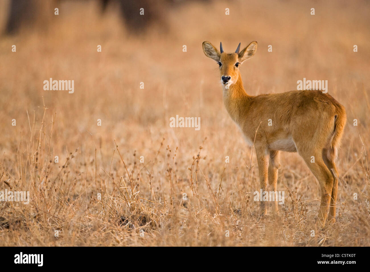 Animal puku wildlife hi-res stock photography and images - Alamy