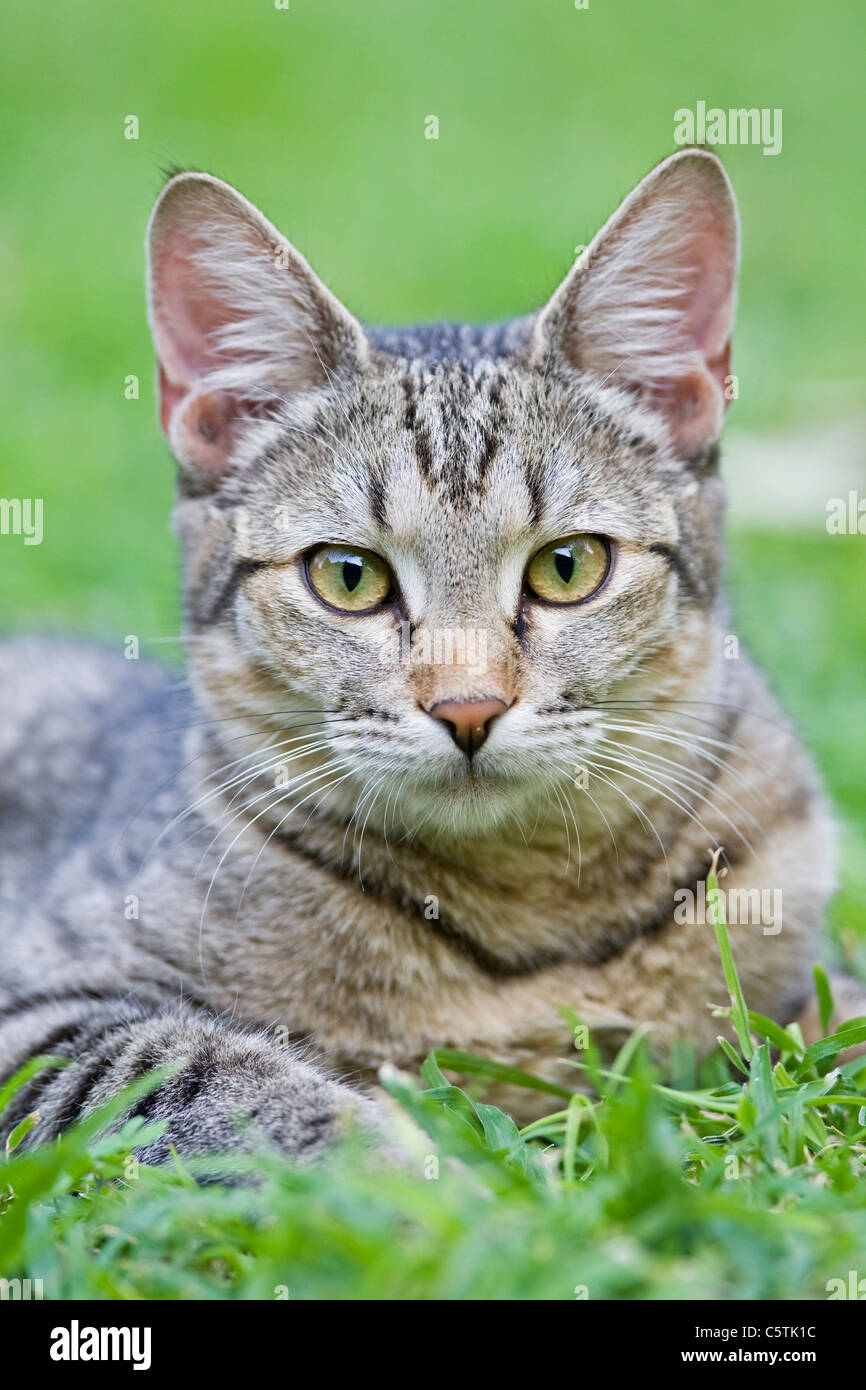 Domestic tabby cat hi-res stock photography and images - Alamy