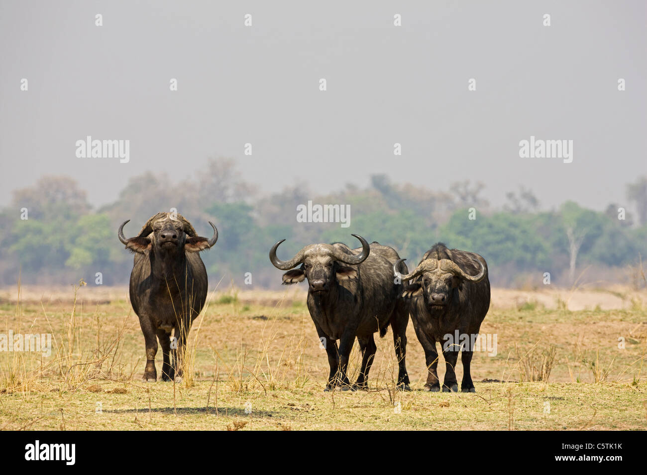 Three buffalo hi-res stock photography and images - Alamy