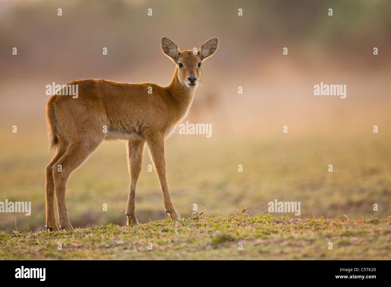 Animal puku wildlife hi-res stock photography and images - Alamy