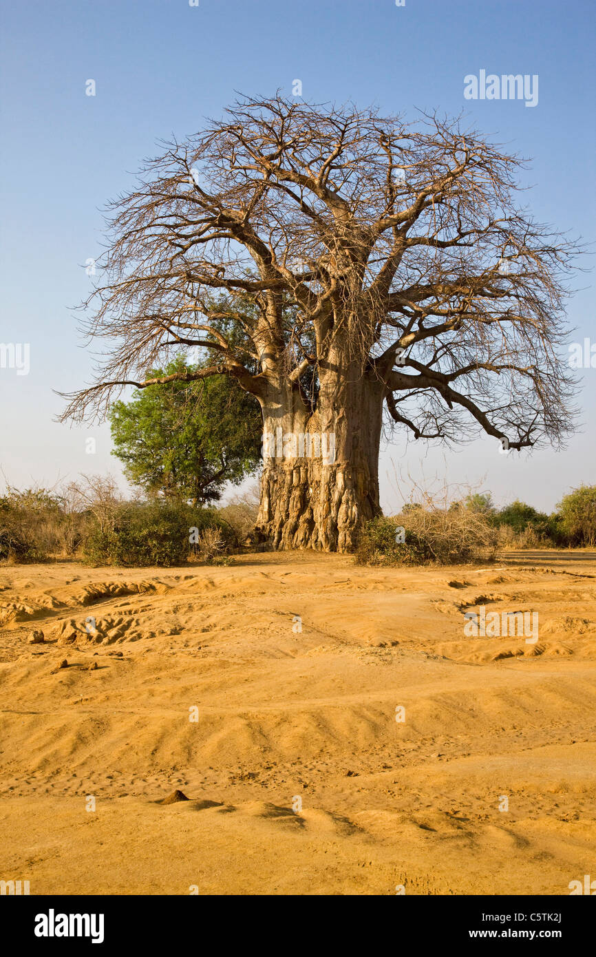 Baobab tree africa hi-res stock photography and images - Alamy