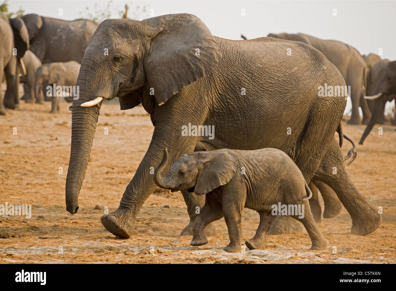 Female elephants africa hi-res stock photography and images - Alamy
