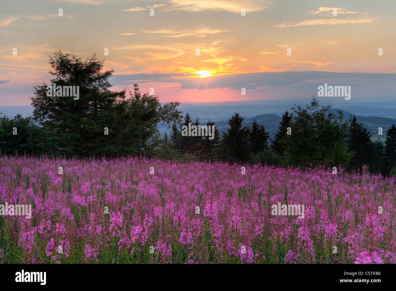 Germany, Hesse, Rhoen, View of fireweed flowers at sunset Stock Photo ...