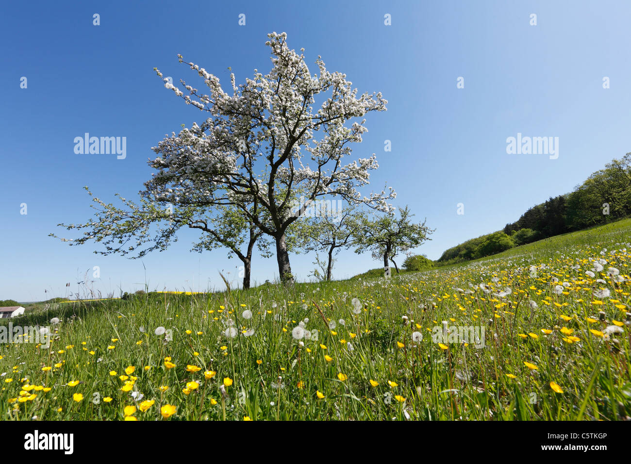Germany apple tree hi-res stock photography and images - Alamy