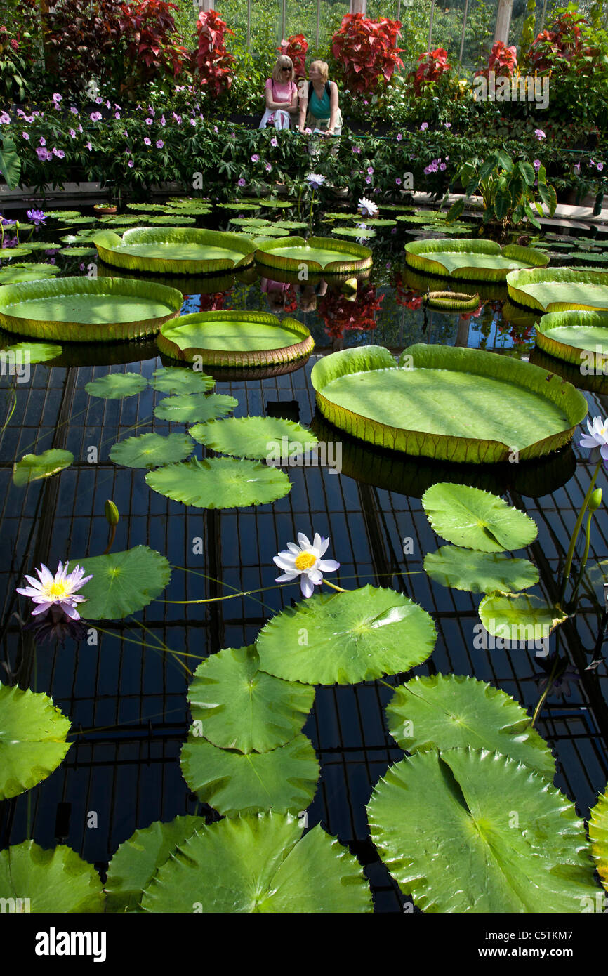 Lily house hi-res stock photography and images - Alamy