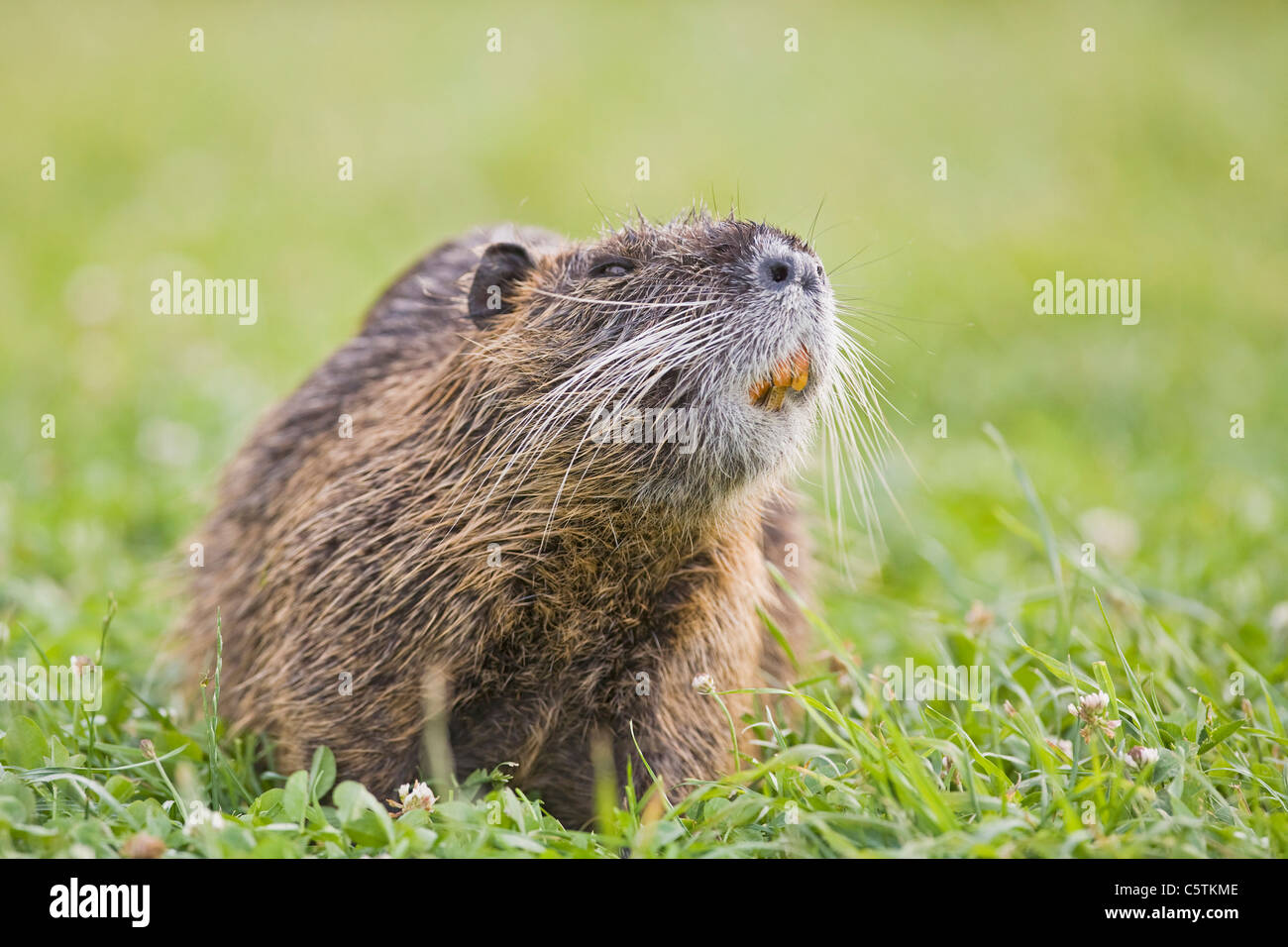Nutria (Myocastor coypus) on meadow, close-up Stock Photo - Alamy