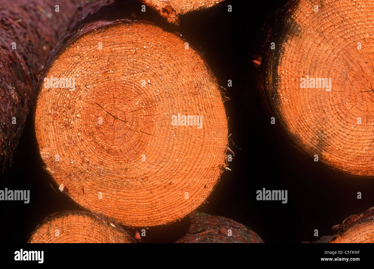 Scots pine, Pinus sylvestris, logs Stock Photo - Alamy