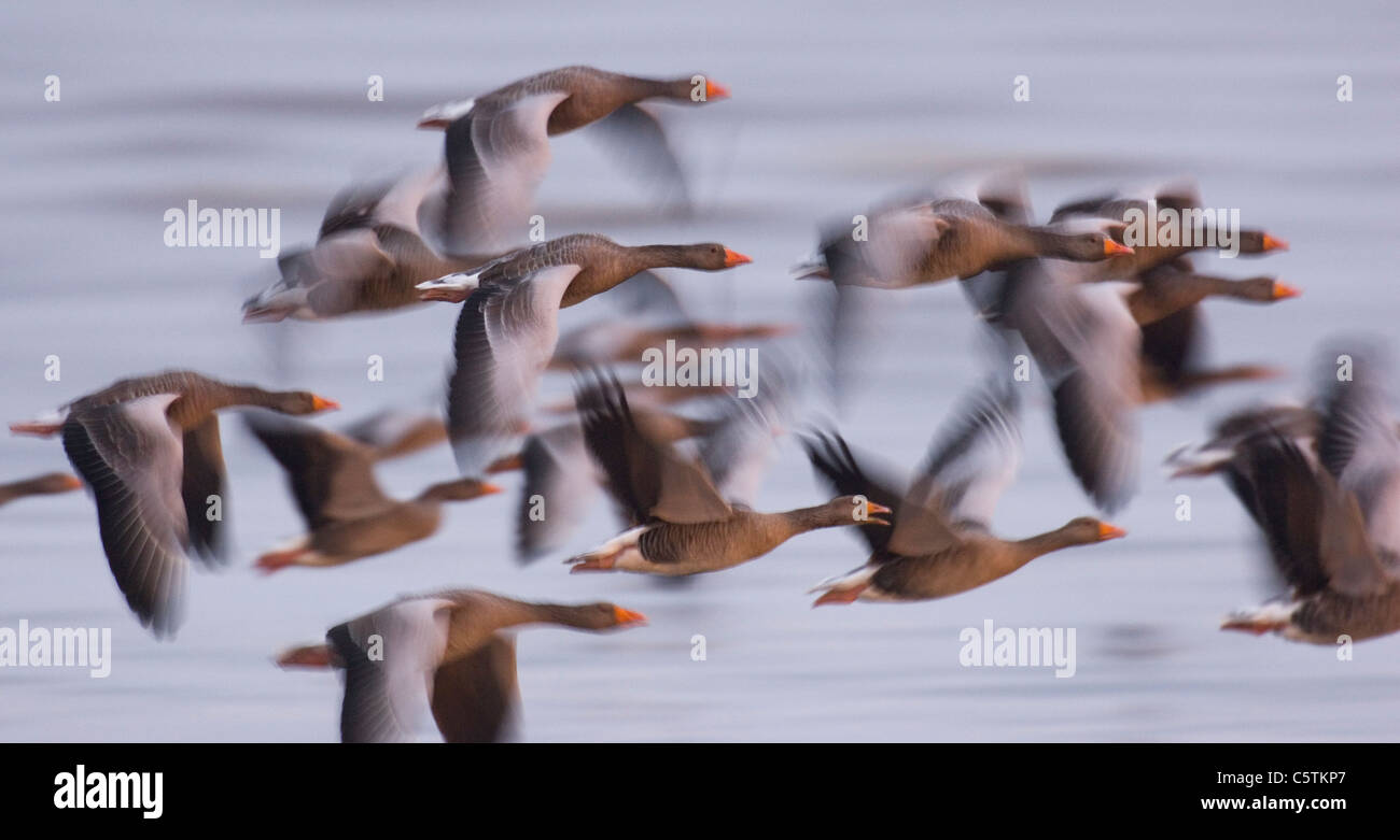 Snettisham rspb reserve geese norfolk hi-res stock photography and ...
