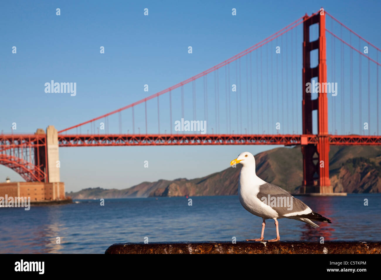 USA, California, San Francisco, Seagull in front of golden gate bridge ...