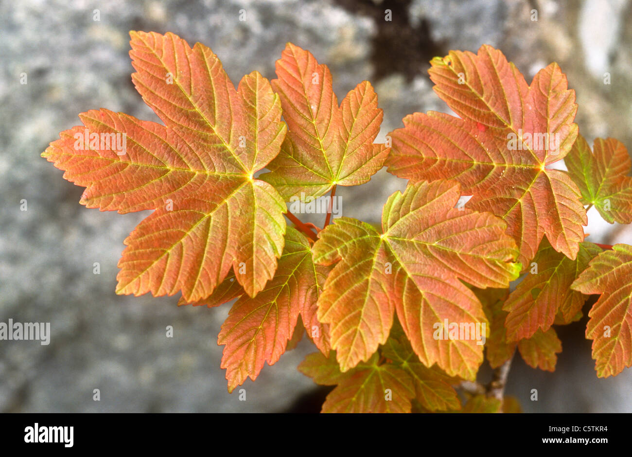 Sycamore, young leaves, Acer pseudoplatanus, Miller's Dale, Derbyshire ...