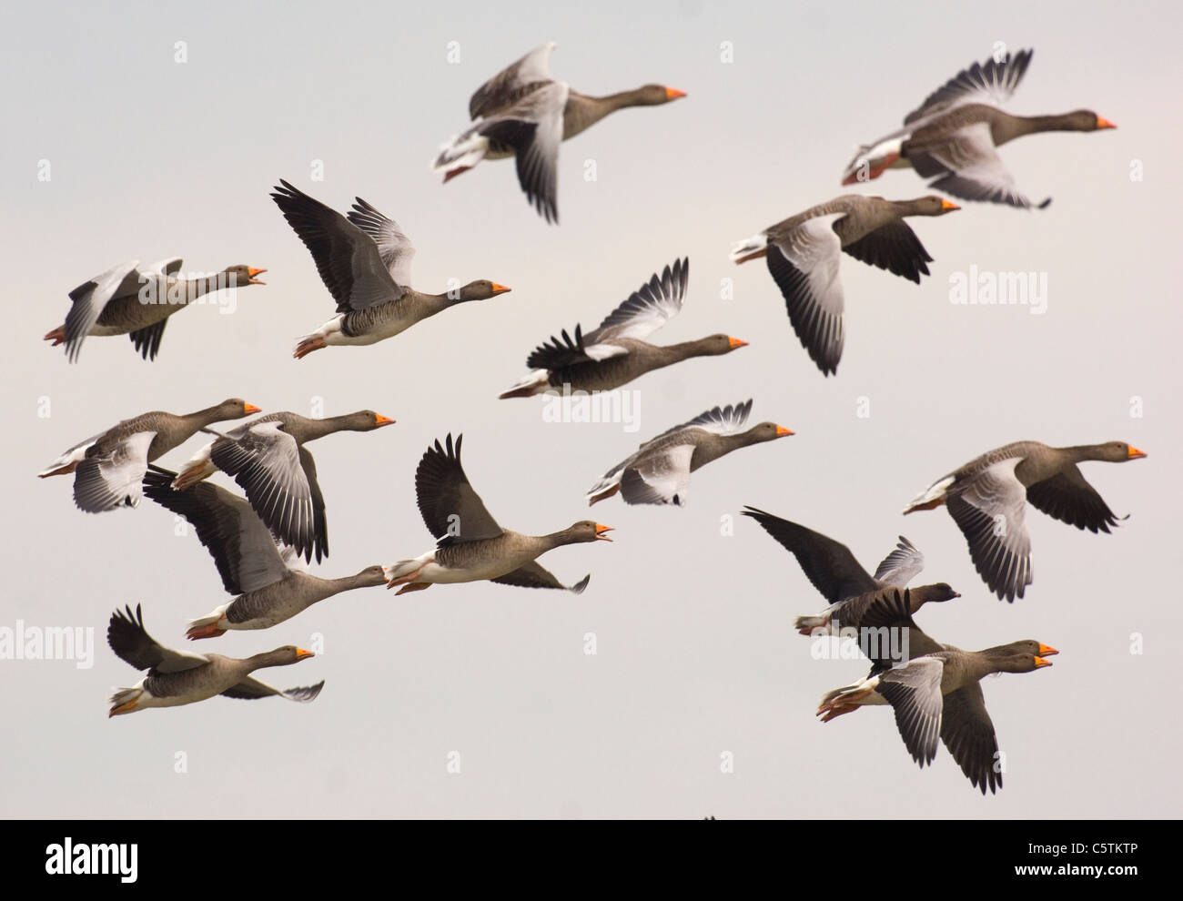 GREYLAG GOOSE Anser anser A group of geese in flight against a milky ...