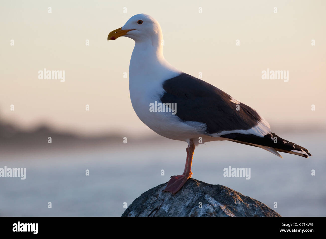 USA, California, California Gull (Larus californicus) side view, close ...
