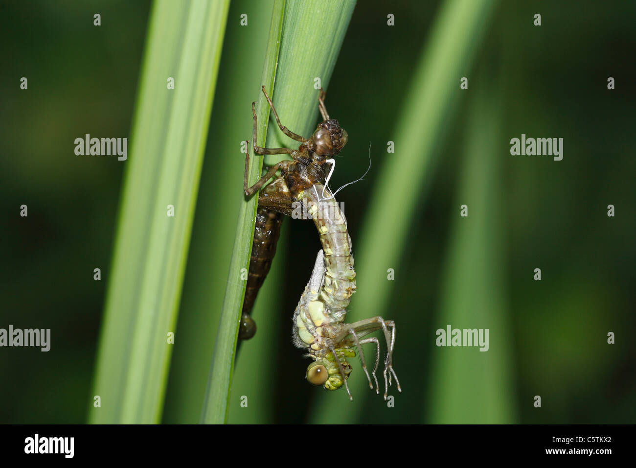 Germany, Bavaria, Dragonfly emerging from larva skin, close up Stock ...
