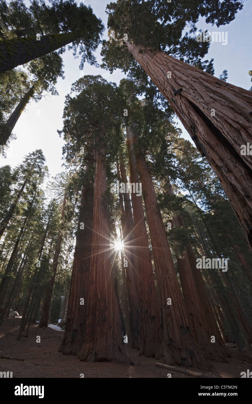 Giant sequoias sequoiadendron giganteum hi-res stock photography and images - Alamy