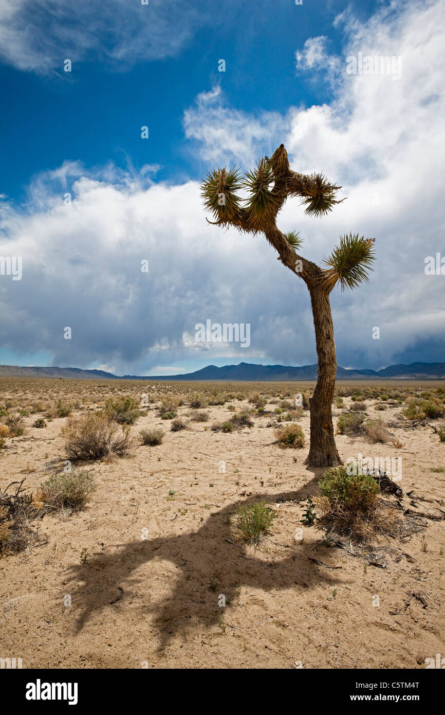 USA, California, Death Valley National Park, Joshua Tree (Yucca ...