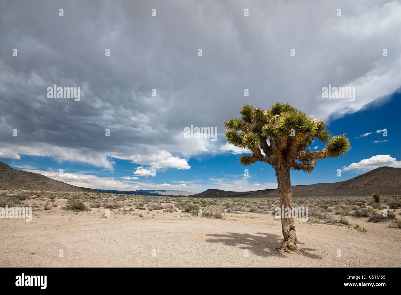 USA, California, Death Valley National Park, Joshua Tree (Yucca ...