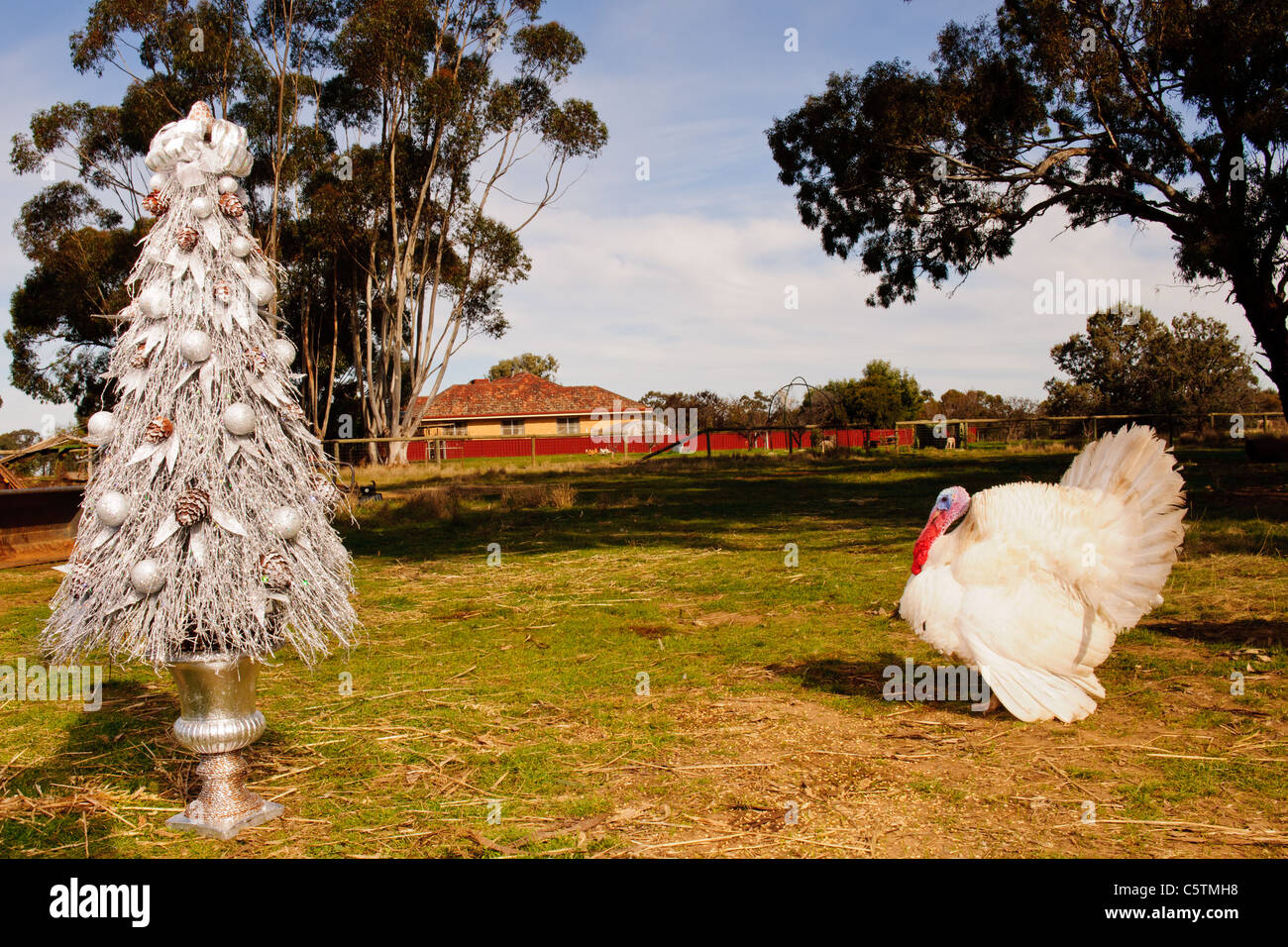 Turkey and the Christmas tree Stock Photo - Alamy