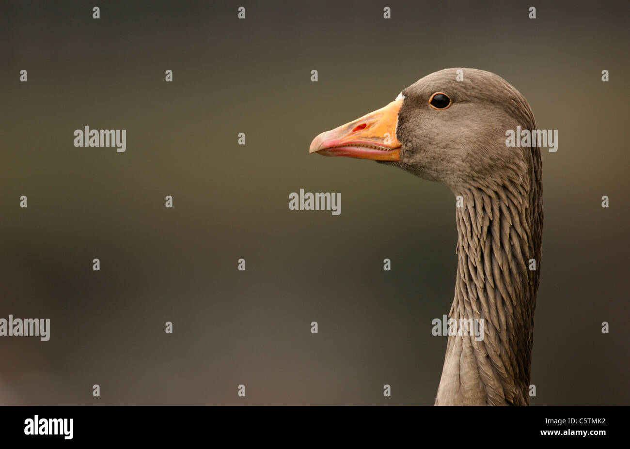 GREYLAG GOOSE Anser anser Profile portrait of an adult on the banks of ...