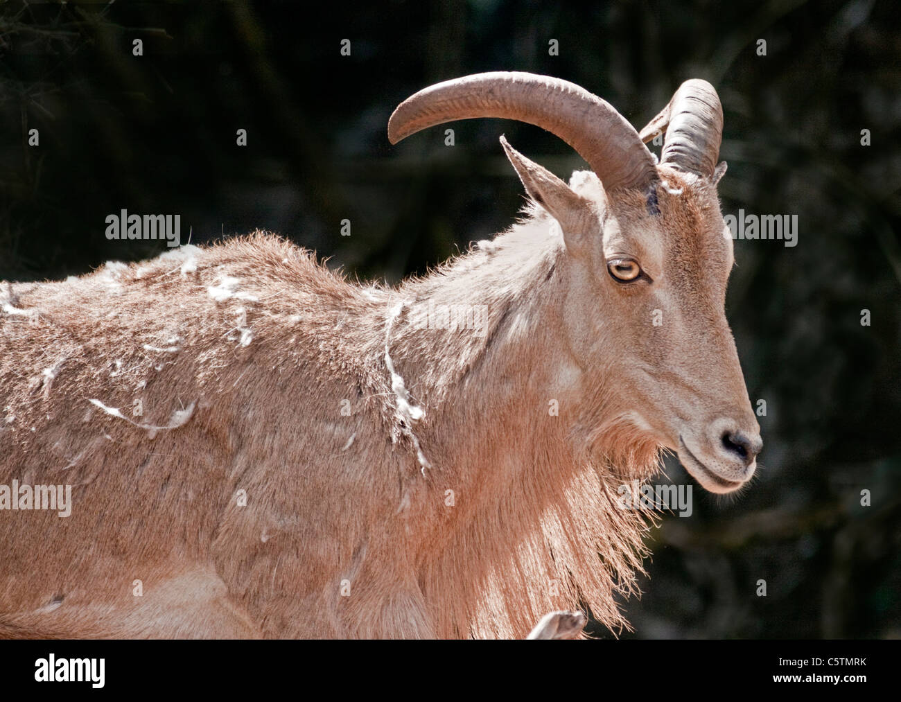 Sheep and goat hi-res stock photography and images - Alamy