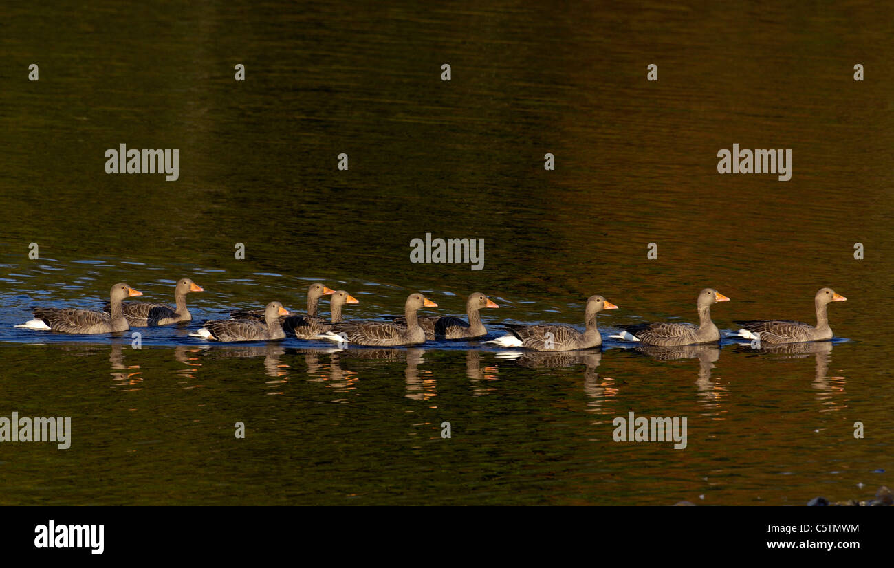 GREYLAG GOOSE Anser anser A line of geese approaching a remote Scottish ...