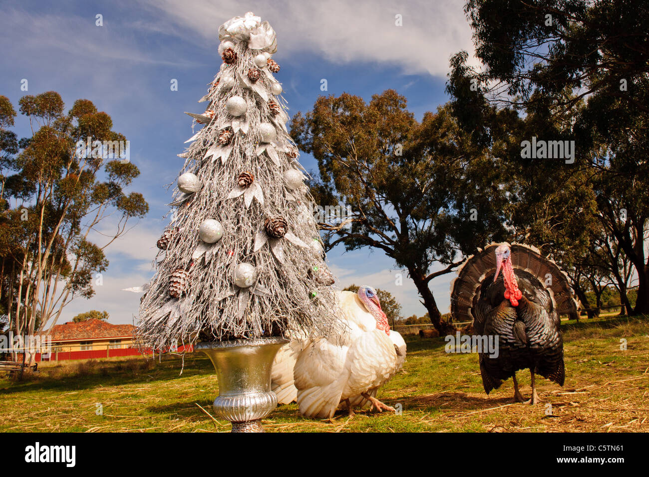 Turkey and the Christmas tree Stock Photo - Alamy