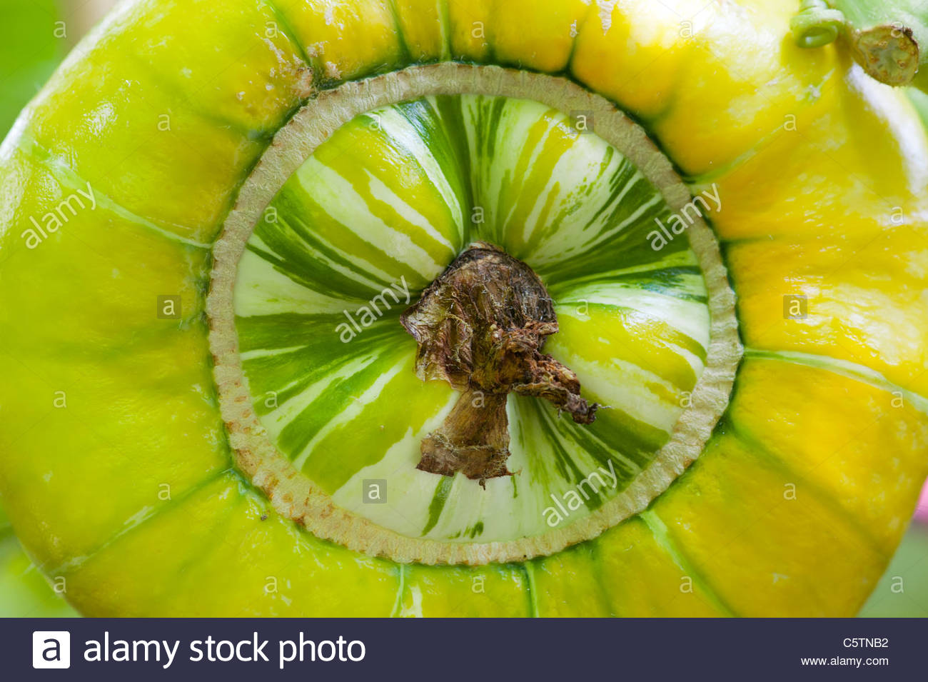 Cucurbita Maxima Stock Photos & Cucurbita Maxima Stock Images - Alamy