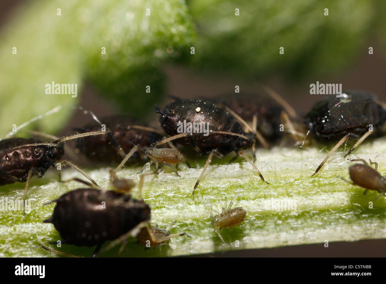 Aphide hi-res stock photography and images - Alamy
