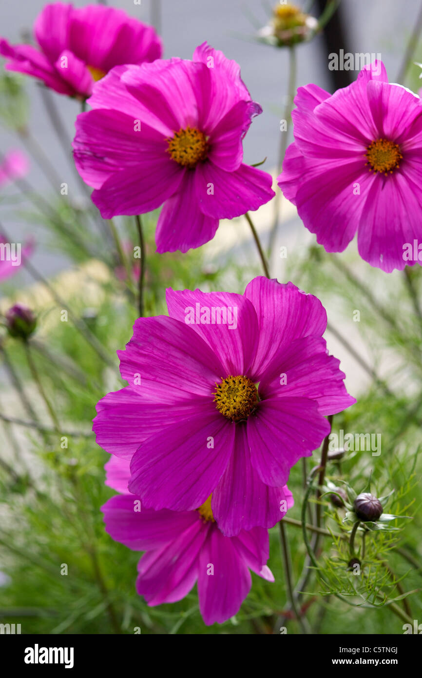 Cosmos Bipinnatus, Pink flower with yellow centre, popular summer ...