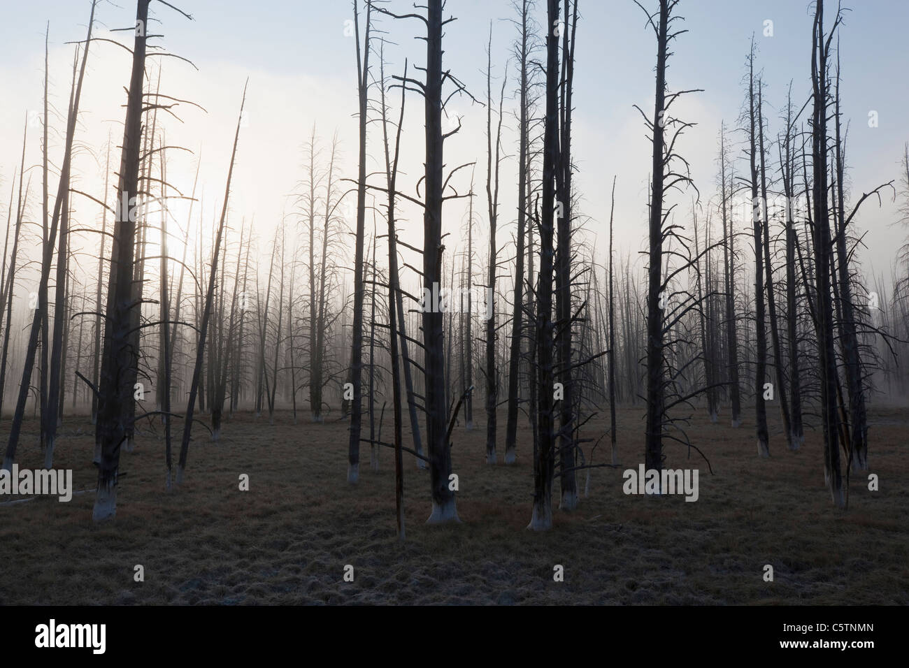 USA, Yellowstone Park, Dead trees in misty landscape Stock Photo - Alamy
