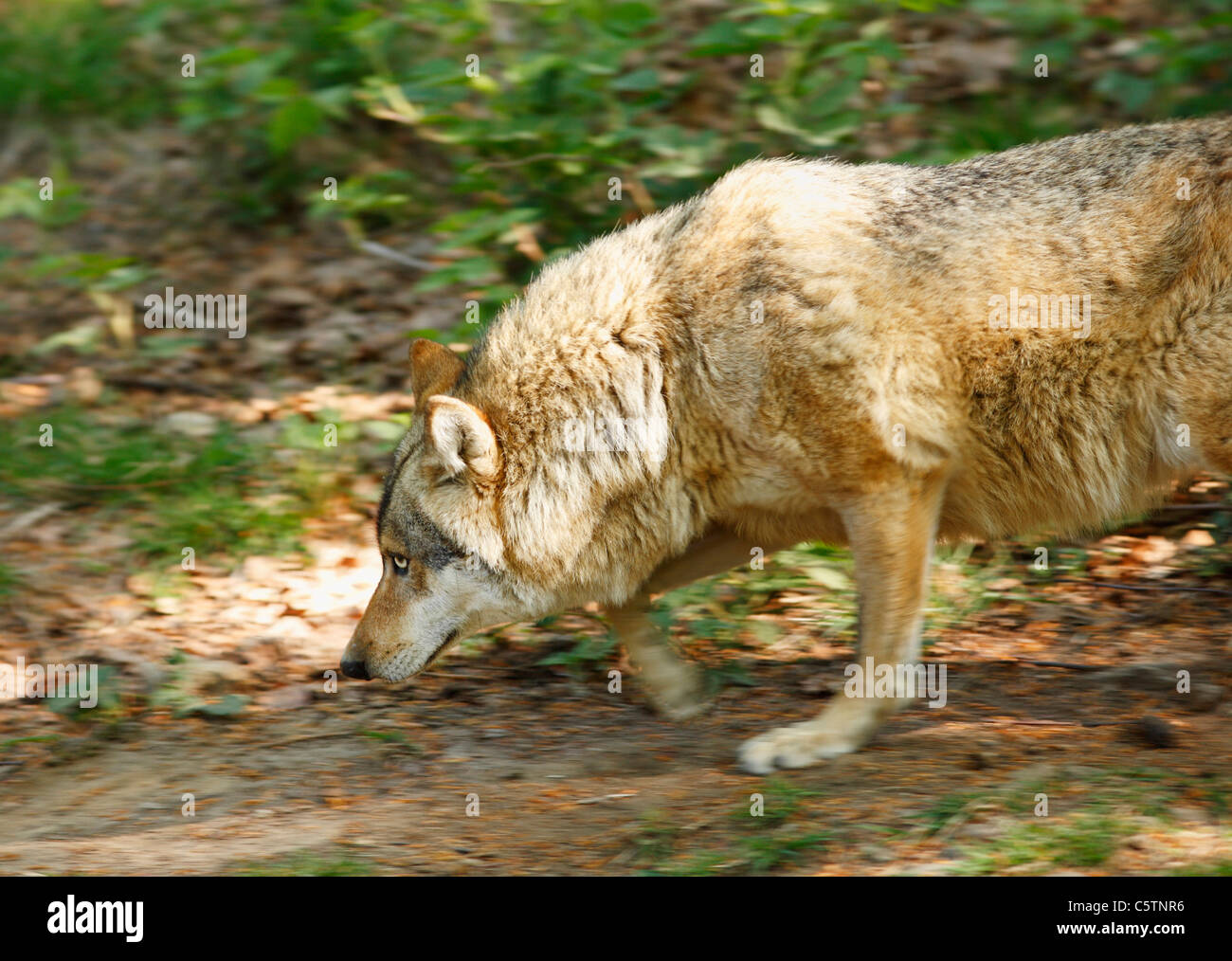 Side view of wolf hi-res stock photography and images - Alamy