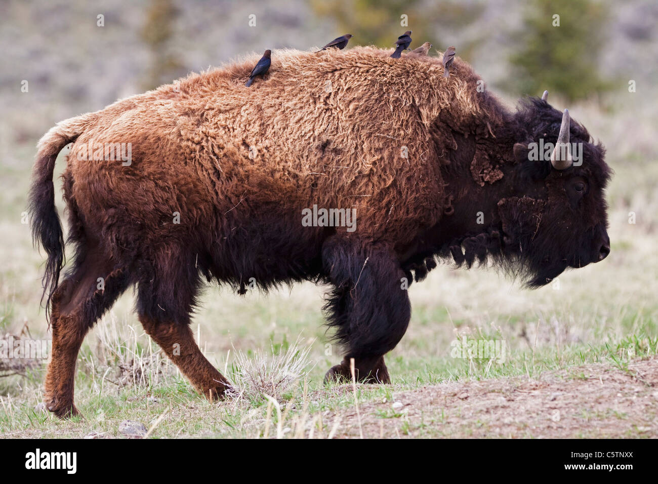 USA, Yellowstone Park, American Bison (Bison bison) with birds on back ...