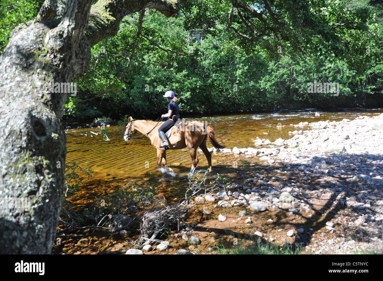 Horse drinking water from stream hi-res stock photography and images ...