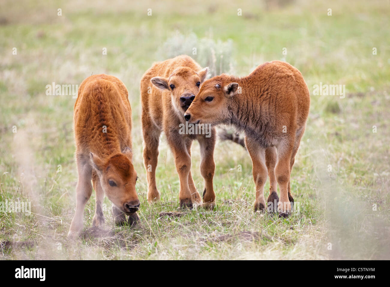 USA, Yellowstone Park, American bisons (Bison bison), three calves ...