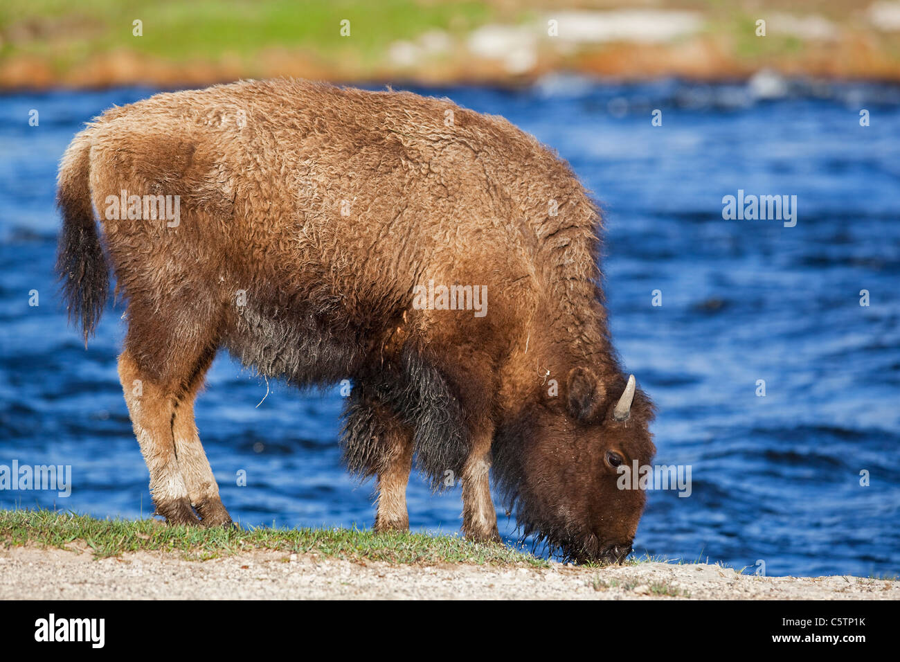 USA, Yellowstone Park, Bison (Bison bison) drinking water Stock Photo ...