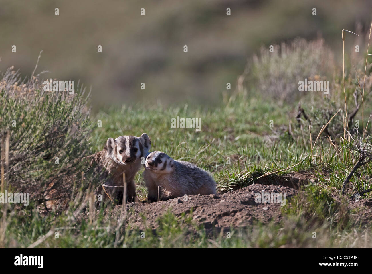 USA, Yellowstone Park, Two American Badgers (Taxidea taxus Stock Photo ...