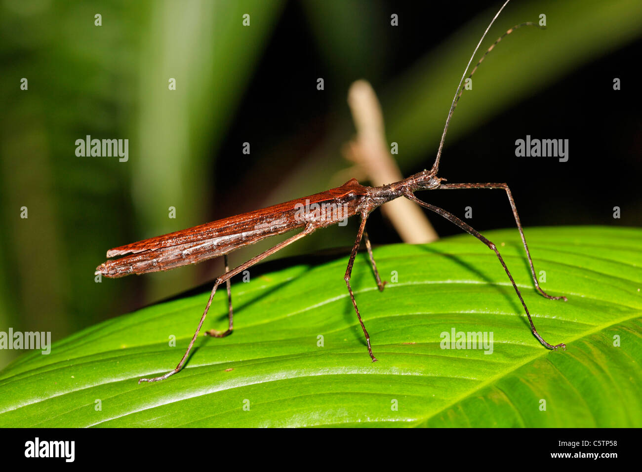 Costa Rica Grasshopper High Resolution Stock Photography and Images - Alamy