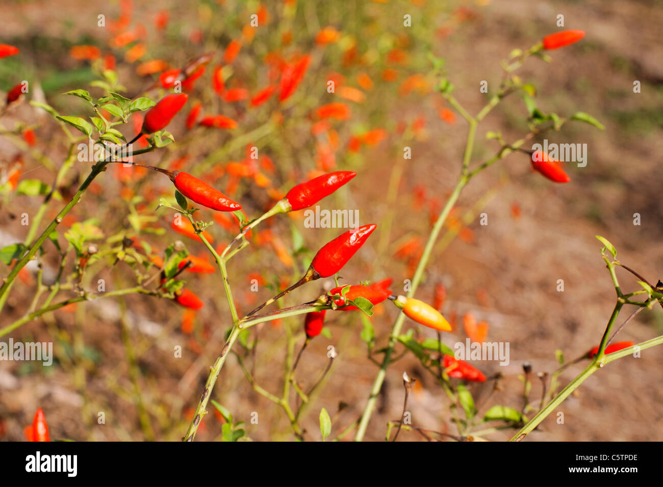 Costa Rica, Close-up of red chilli pepper Stock Photo - Alamy