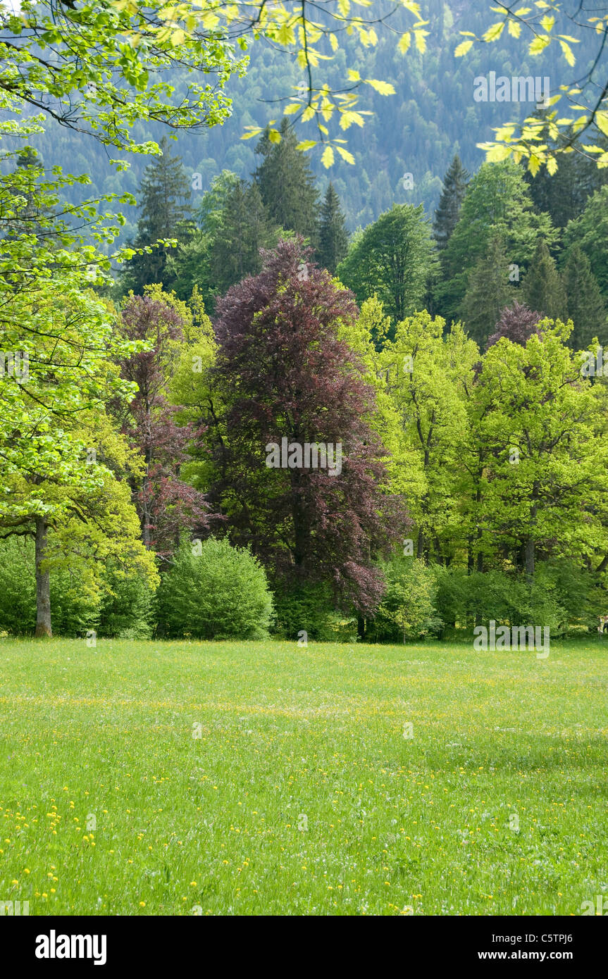 Germany, Bavaria, Ammergauer Alpen, Meadow and woodland Stock Photo - Alamy