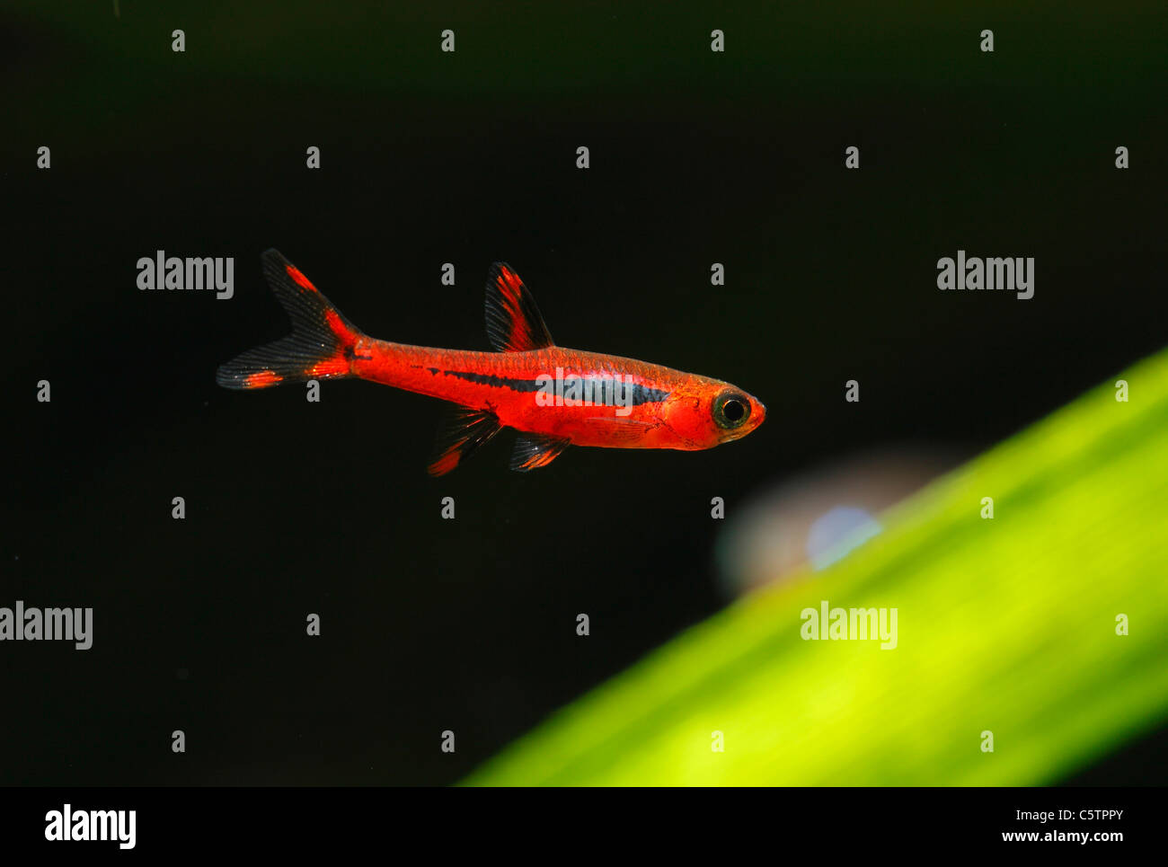 Germany, Mosquito Rasbora swimming in aquarium freshwater Stock Photo ...