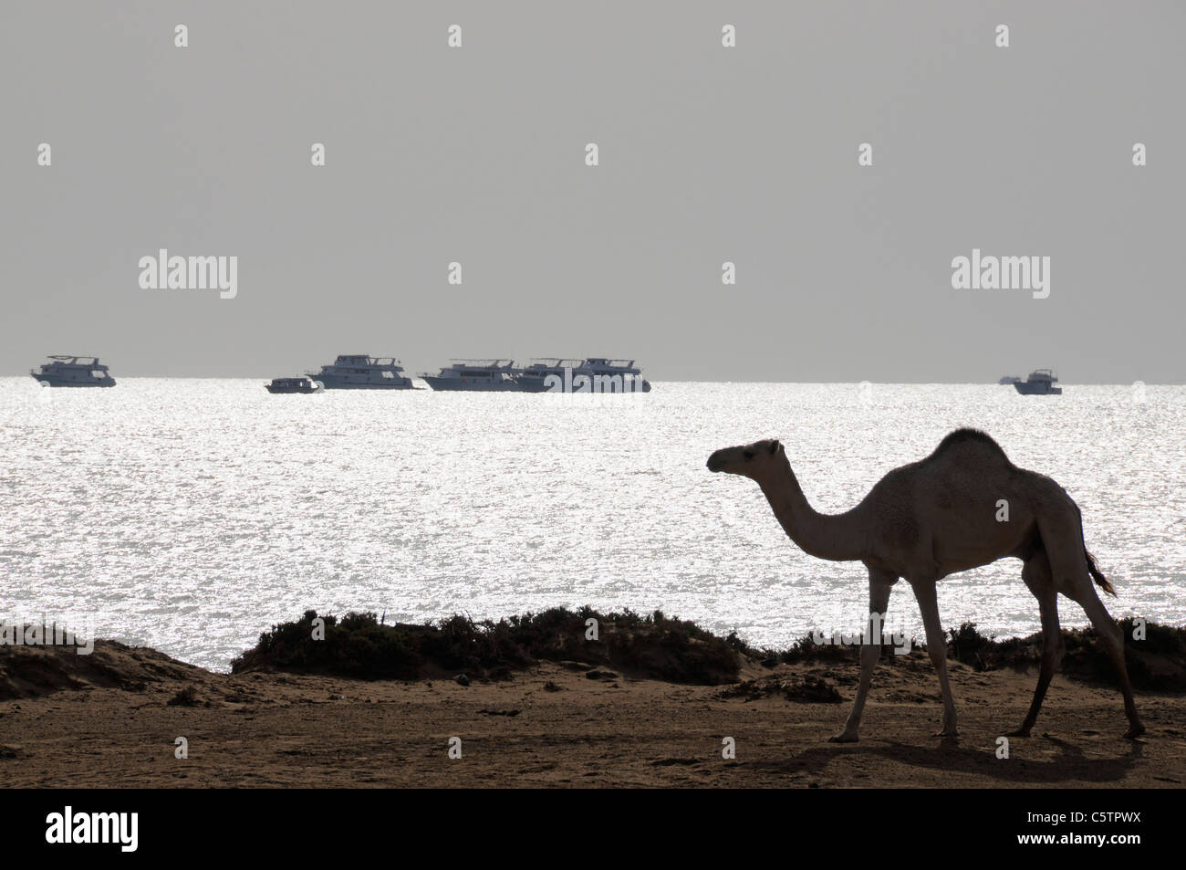 Egypt, Hamata, Dromedar on beach, ships in background Stock Photo - Alamy