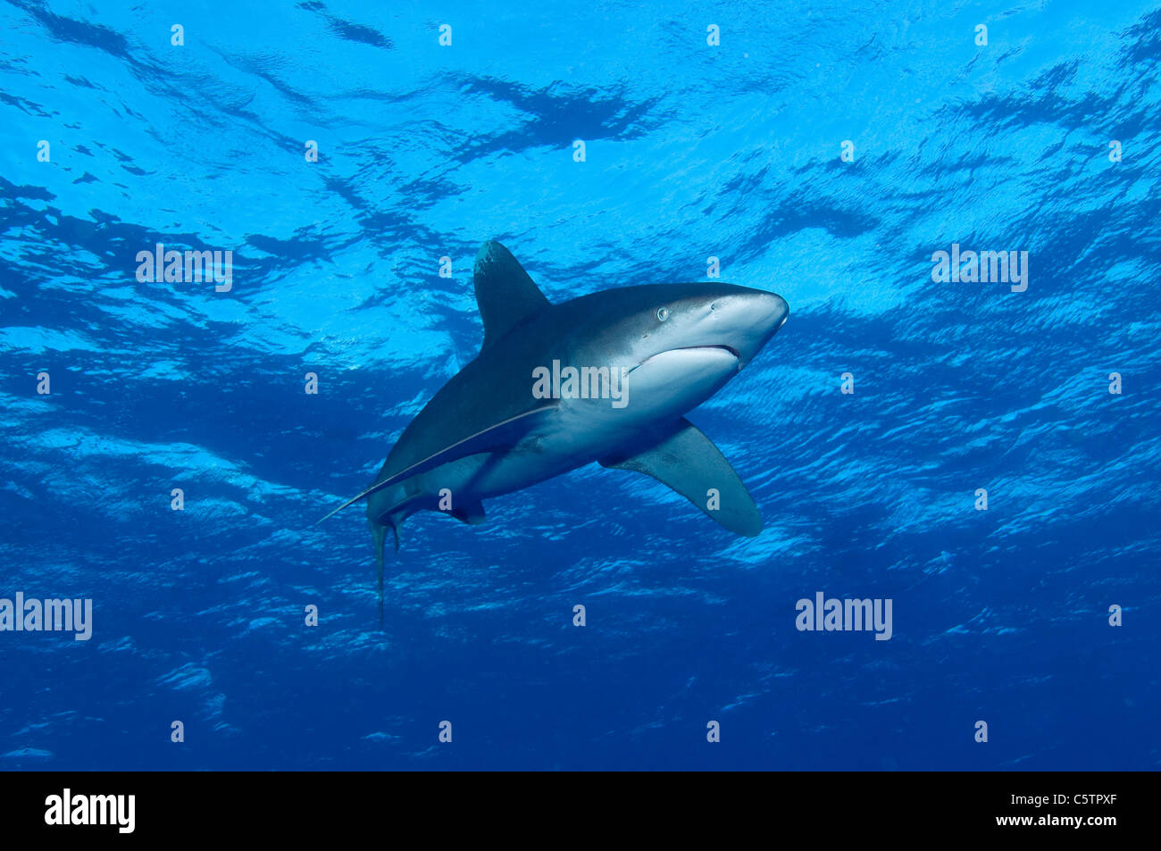 Egypt, Red Sea, Oceanic whitetip shark (Carcharhinus longimanus Stock ...