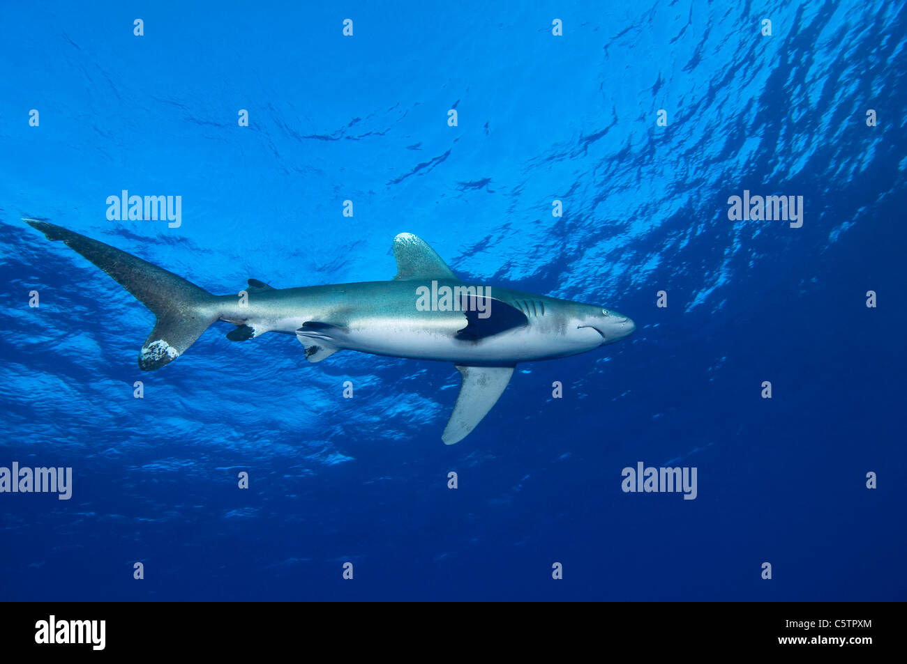 Egypt, Red Sea, Oceanic whitetip shark (Carcharhinus longimanus Stock ...