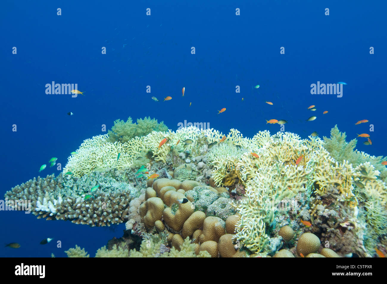 Fire corals millepora dichotoma hi-res stock photography and images - Alamy