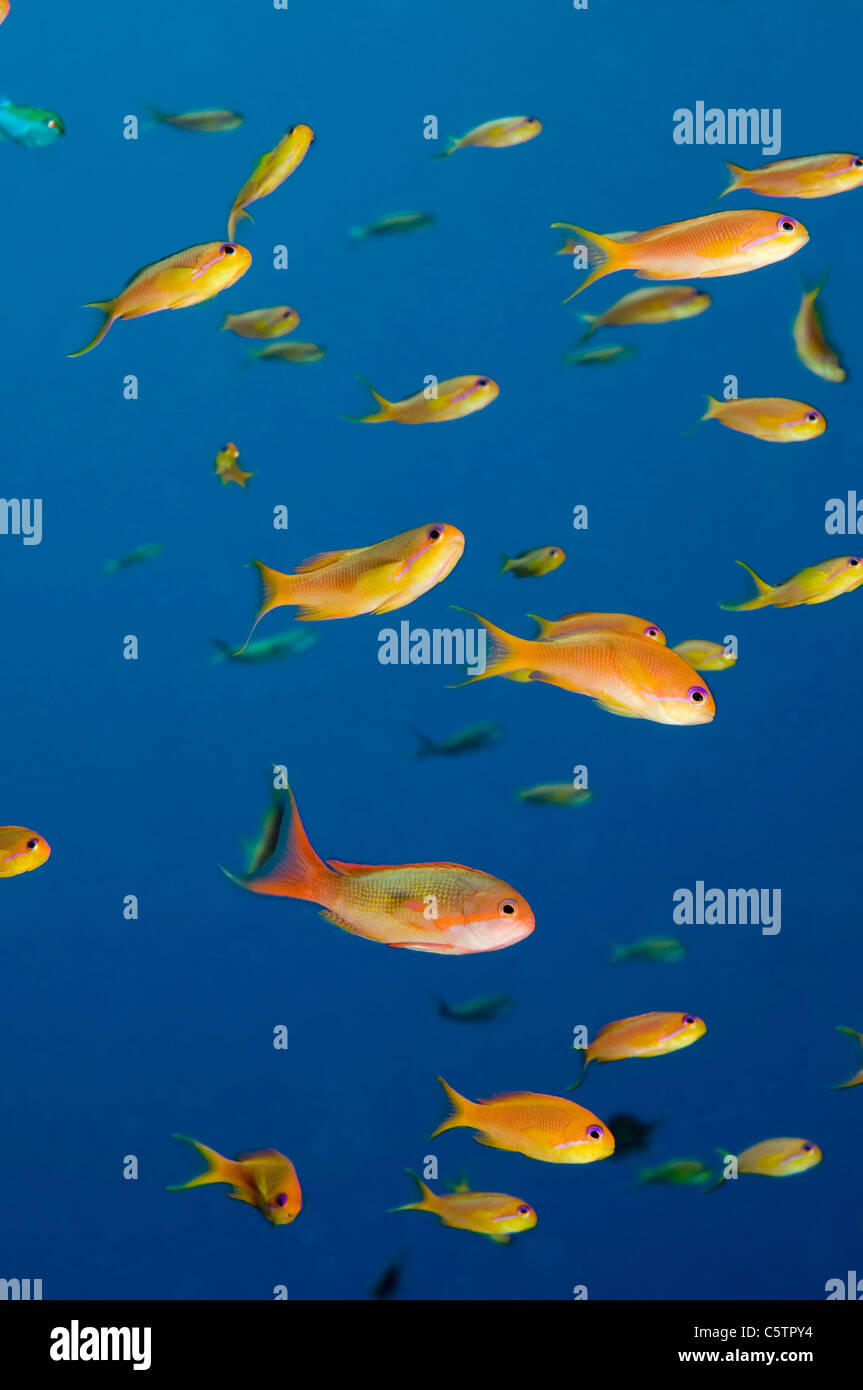 Egypt, Red Sea, Lyretail Anthias (Pseudanthias squamipinnis Stock Photo ...