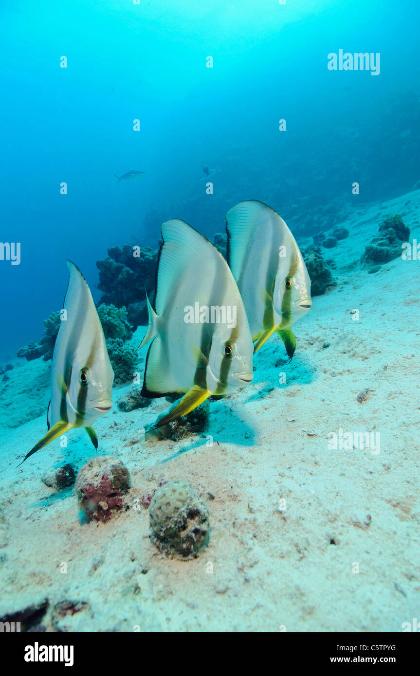 Batfish red hi-res stock photography and images - Alamy