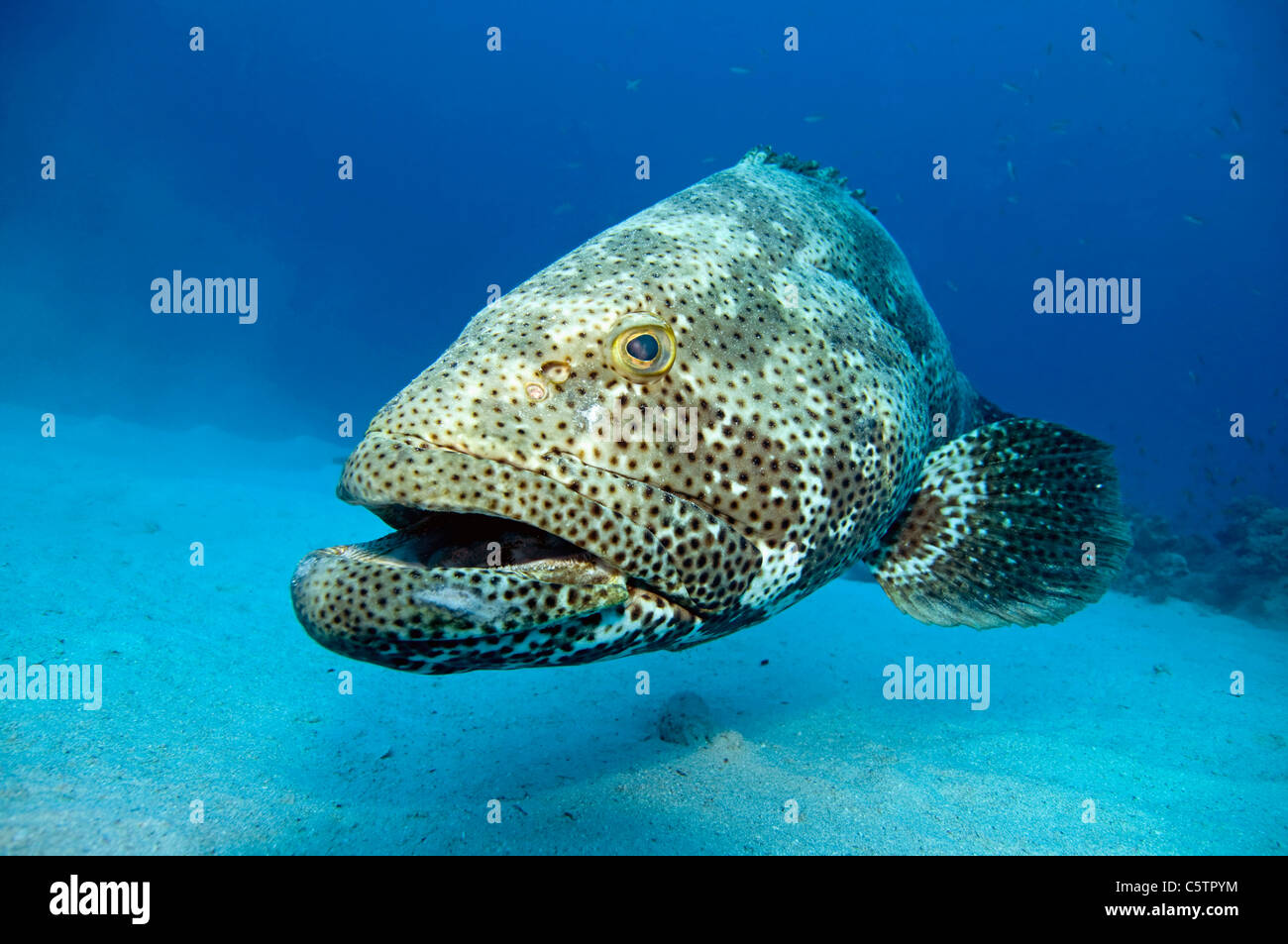 Egypt, Red Sea, Grouper (Epinephelus), close-up Stock Photo - Alamy