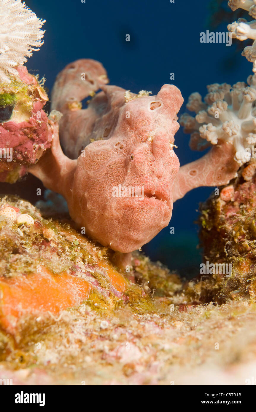 Pointed anglerfish hi-res stock photography and images - Alamy