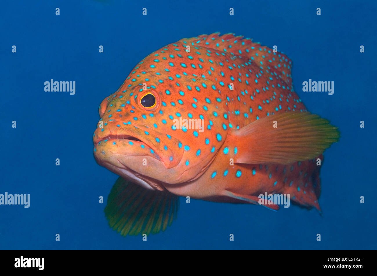 Red sea coral grouper hi-res stock photography and images - Alamy